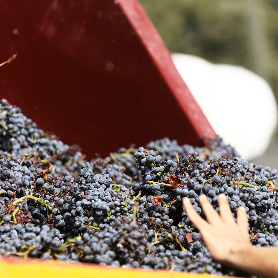 Conditions générales de vente et d'utilisation - Vins Appellation Grés ...